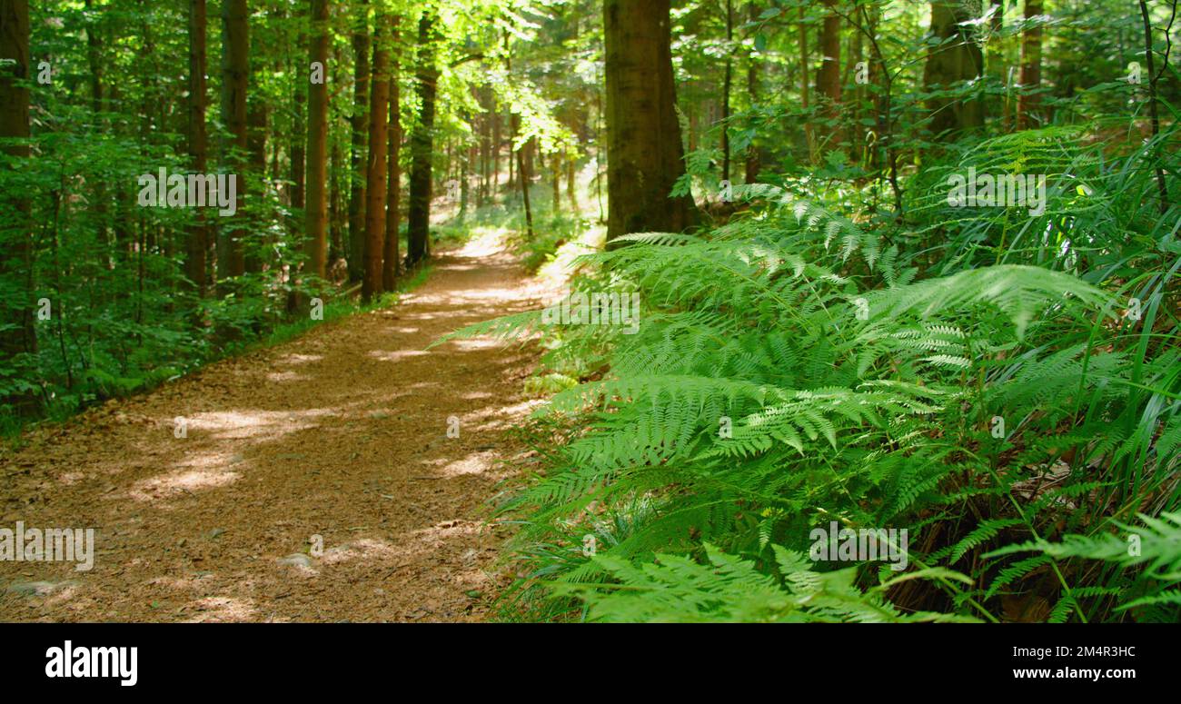 Narrow road in enchanted woodland forest. Green leaves of fern bushes ...