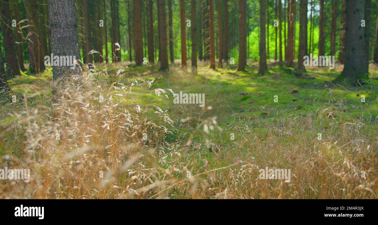 Afternoon sunbeams in forest hi-res stock photography and images - Alamy