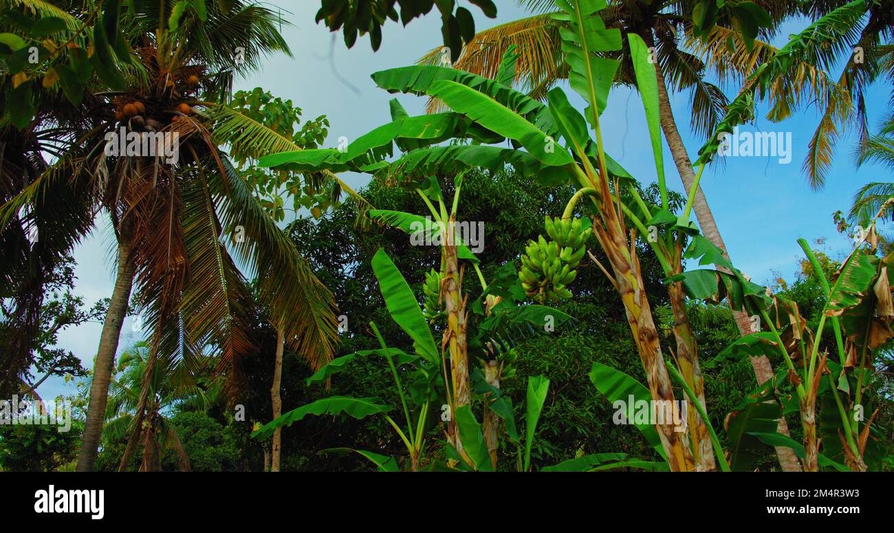 Organic banana tree grow in the wild forest nature green fruit bunch ...