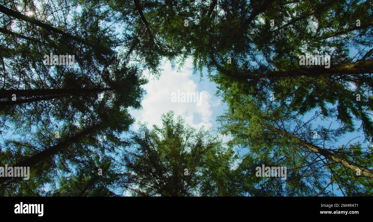 Camera view crown trees sky hi-res stock photography and images - Alamy