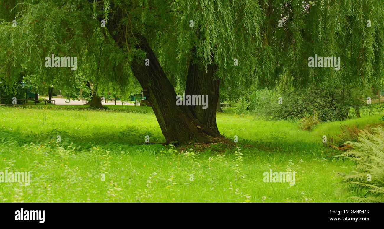 Old willow tree in meadow with green grass and fluttering butterflies ...