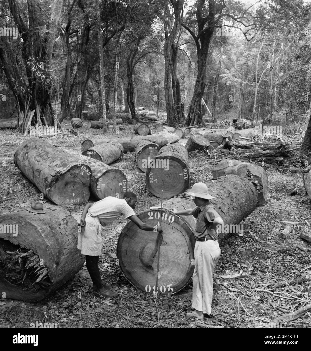 Magazine Unit - Logging in the Gabon. Photographs of Marshall Plan ...