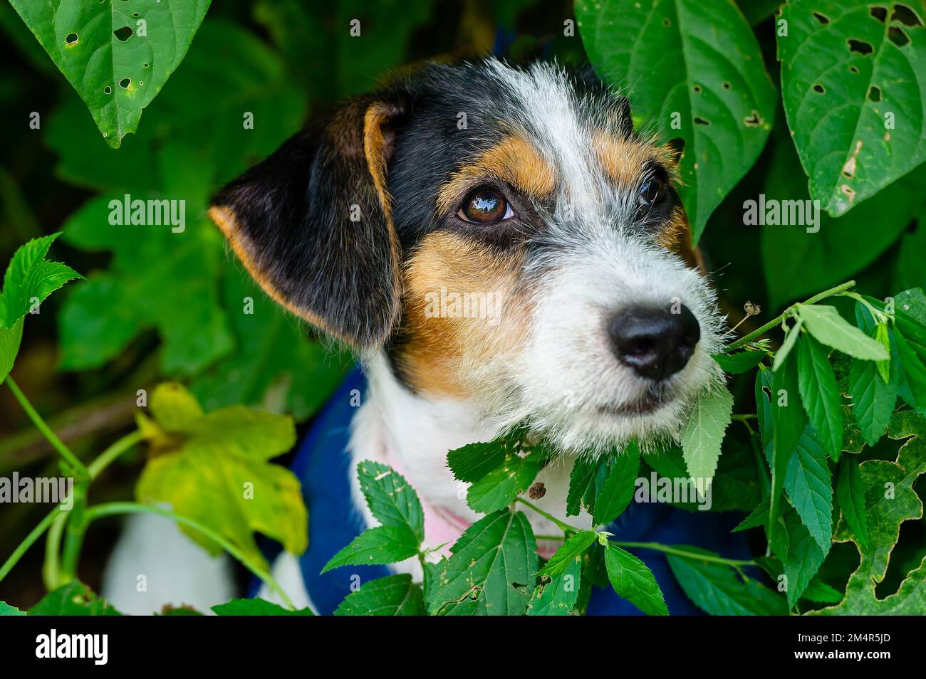 A Cute Puppy Dog Is Outdoors Looking Up With A Shy Look On Its Face ...