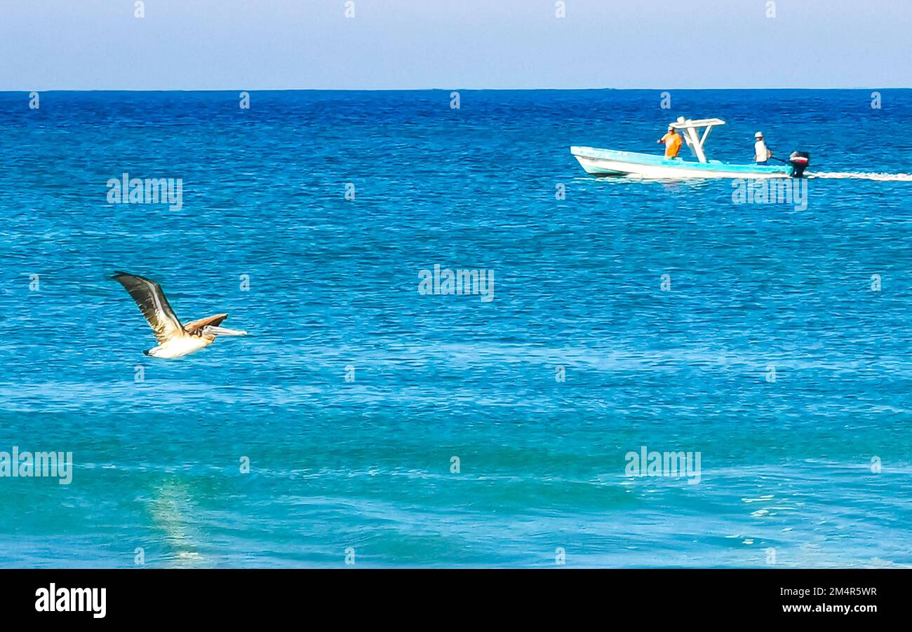 Beautiful pelican bird pelicans birds flying over the sea in Zicatela ...