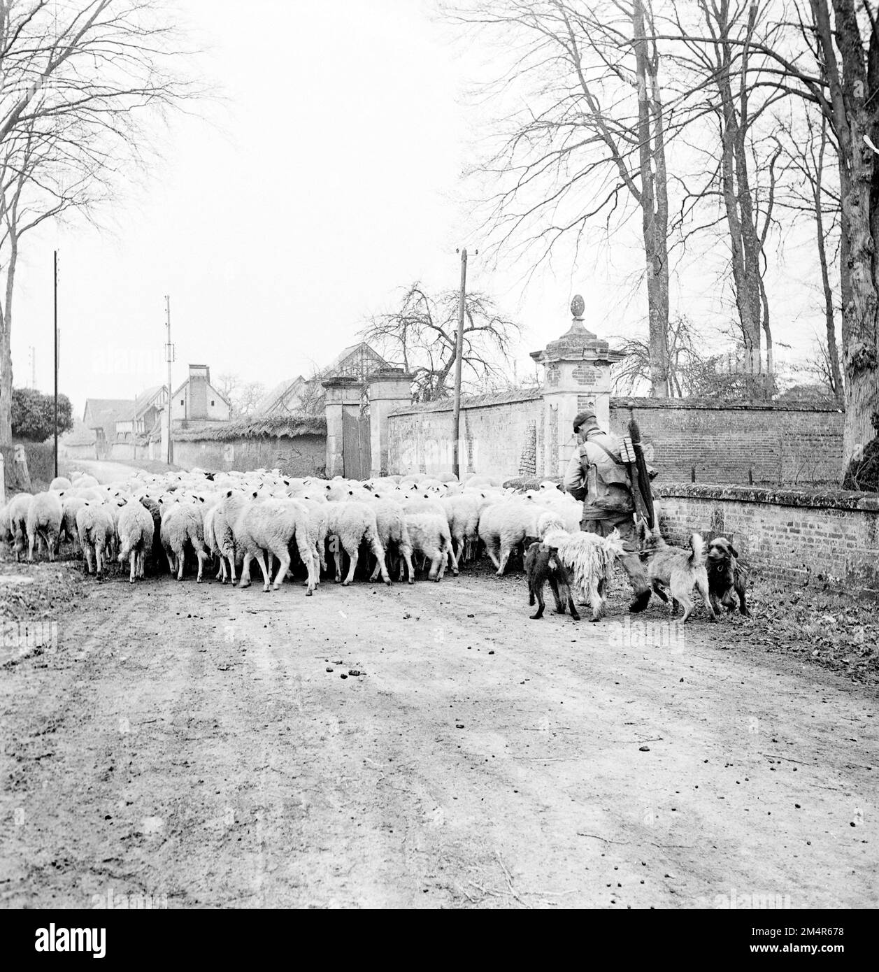 Farm pix (Cows, Sheep). Photographs of Marshall Plan Programs, Exhibits ...