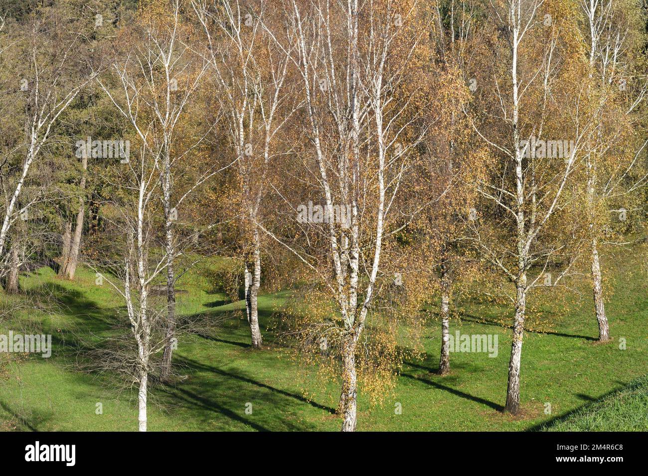 Green leaved birches hi-res stock photography and images - Alamy