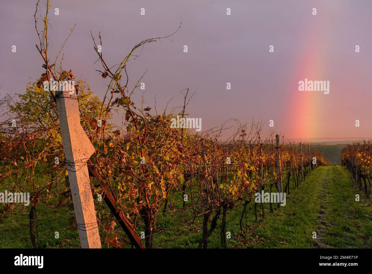 Rainbow Grapes Tree