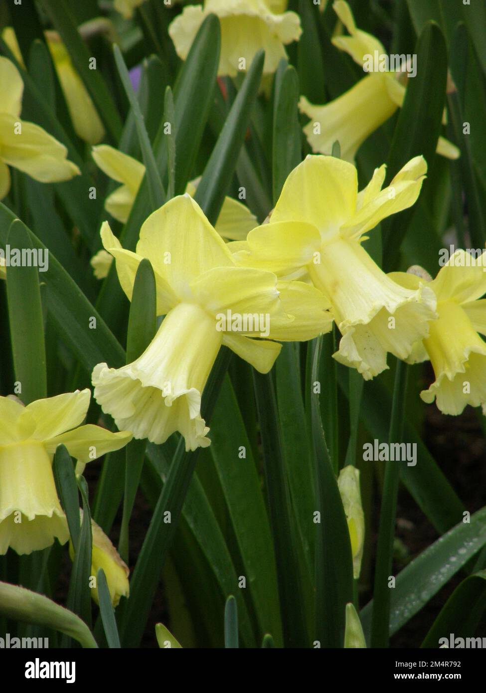 Yellow Trumpet daffodils (Narcissus) Galactic Star bloom in a garden in ...