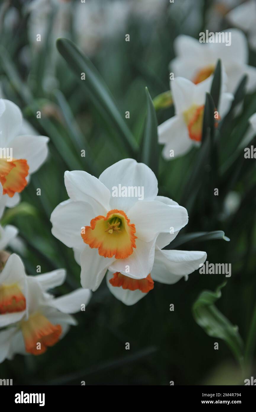 White, yellow and orange Large-Cupped daffodils (Narcissus) Garden Club of America bloom in a ...