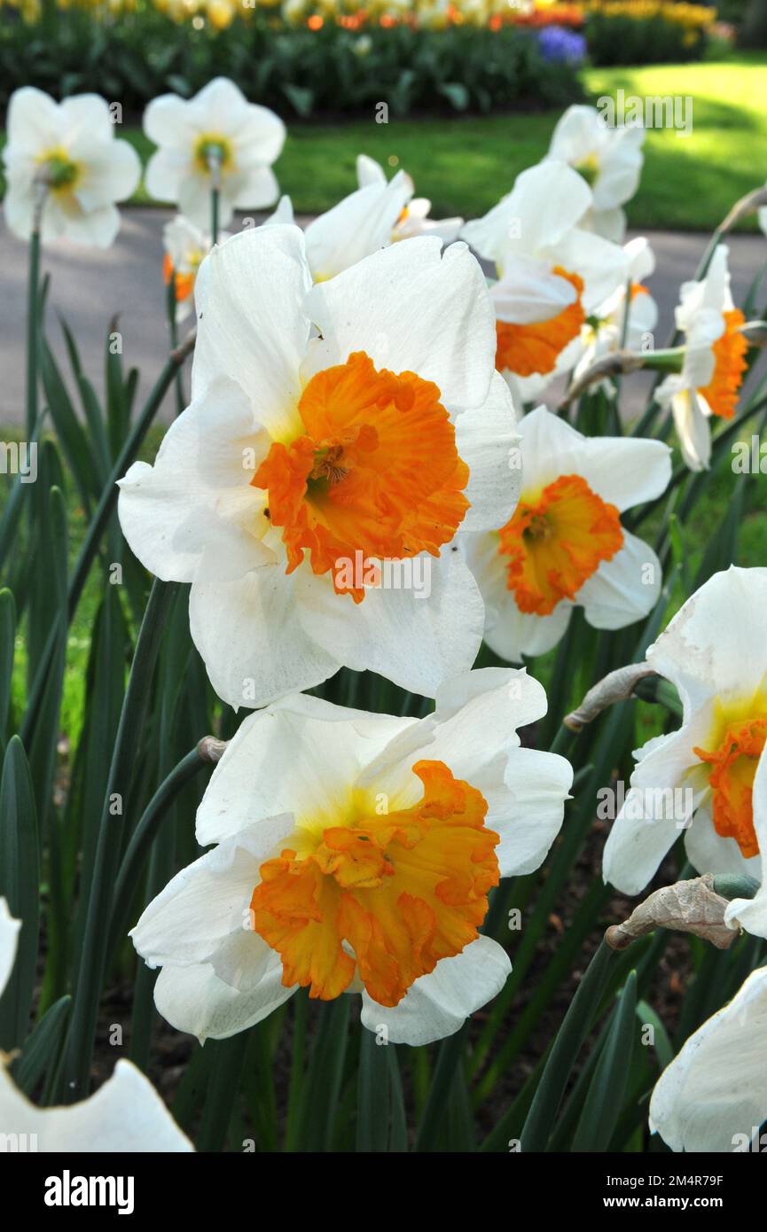 White and orange Large-Cupped daffodils (Narcissus) Gentle Giant bloom ...