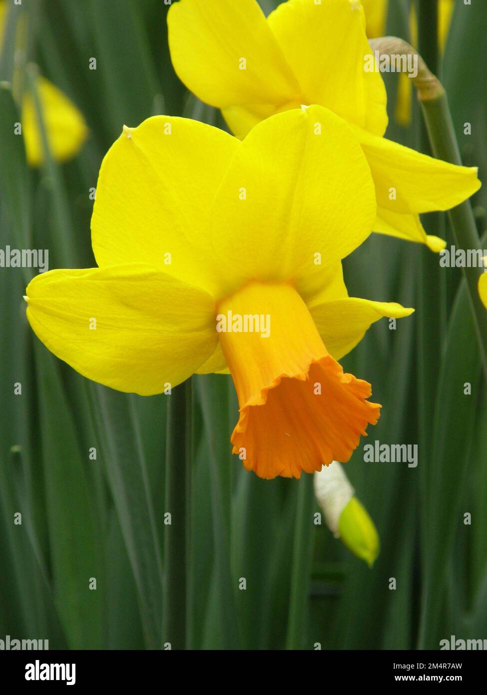 Yellow and orange Large-Cupped daffodils (Narcissus) Glen Clova bloom ...