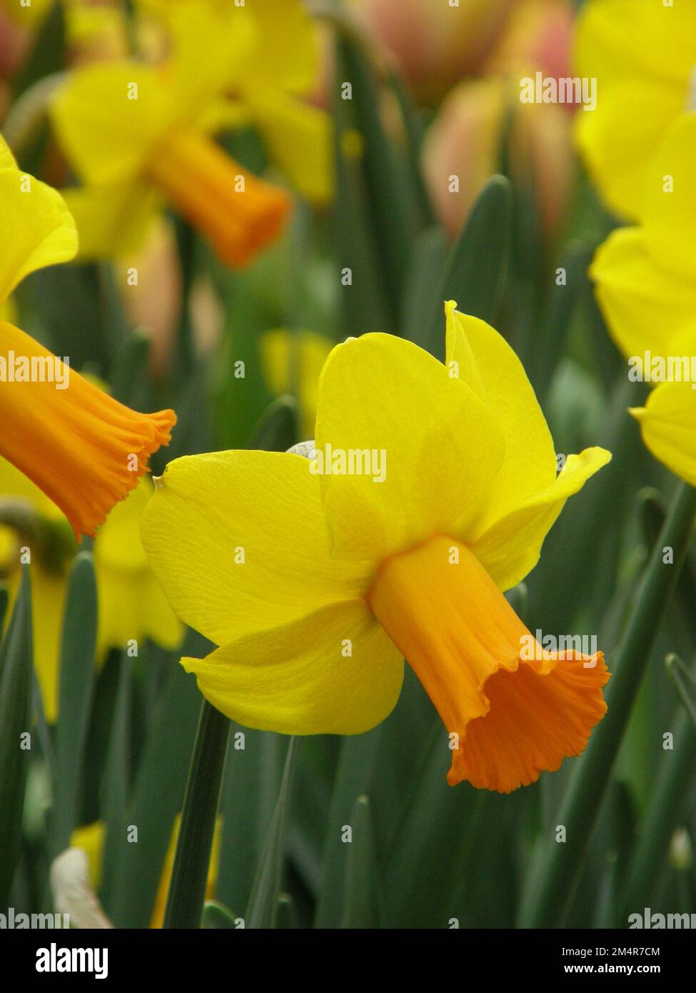 Yellow and orange Large-Cupped daffodils (Narcissus) Glen Clova bloom ...