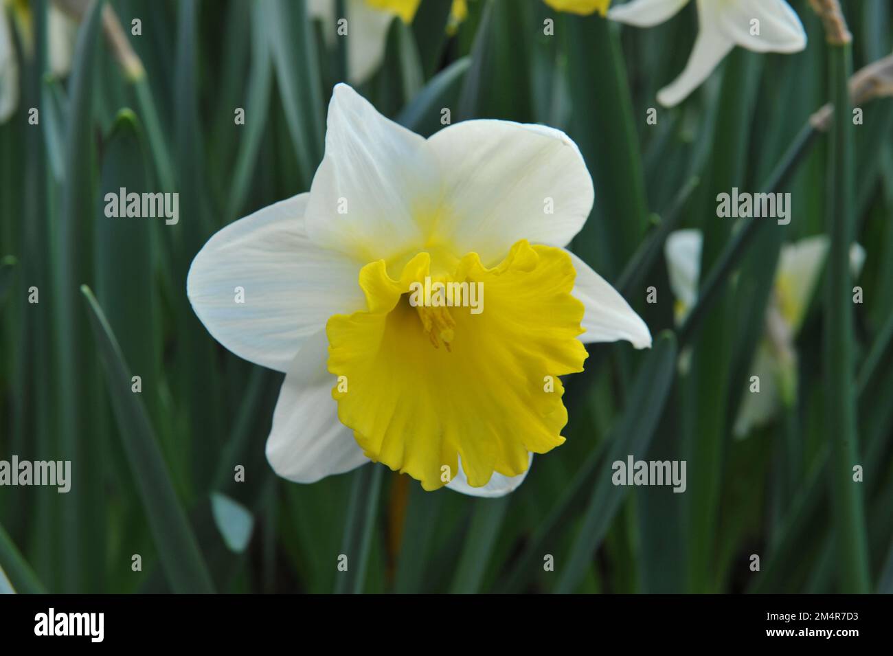 Yellow and white Trumpet daffodils (Narcissus) Goblet bloom in a garden ...