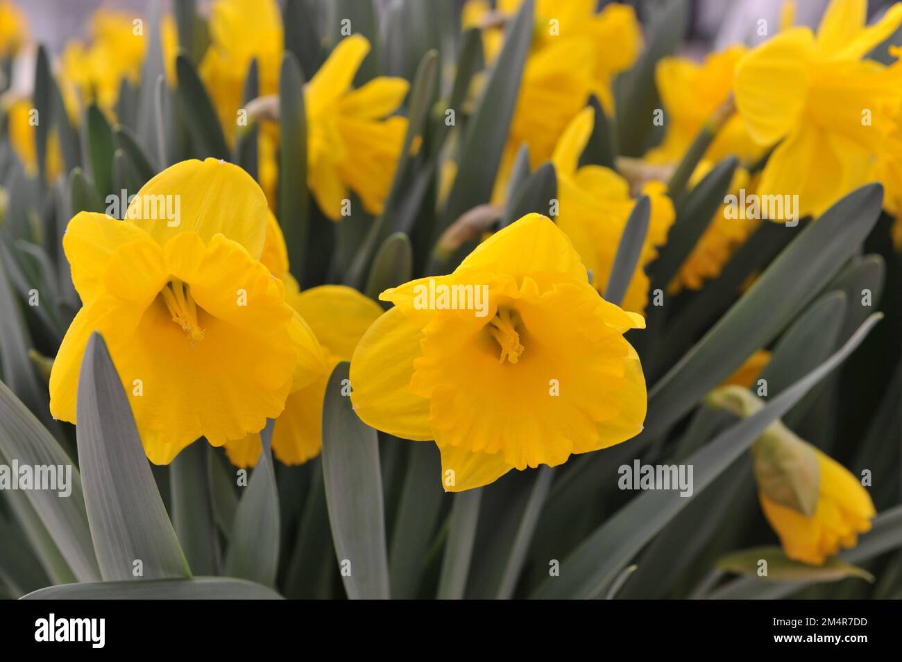 Yellow Trumpet daffodils (Narcissus) Gold Medal bloom in a garden in ...