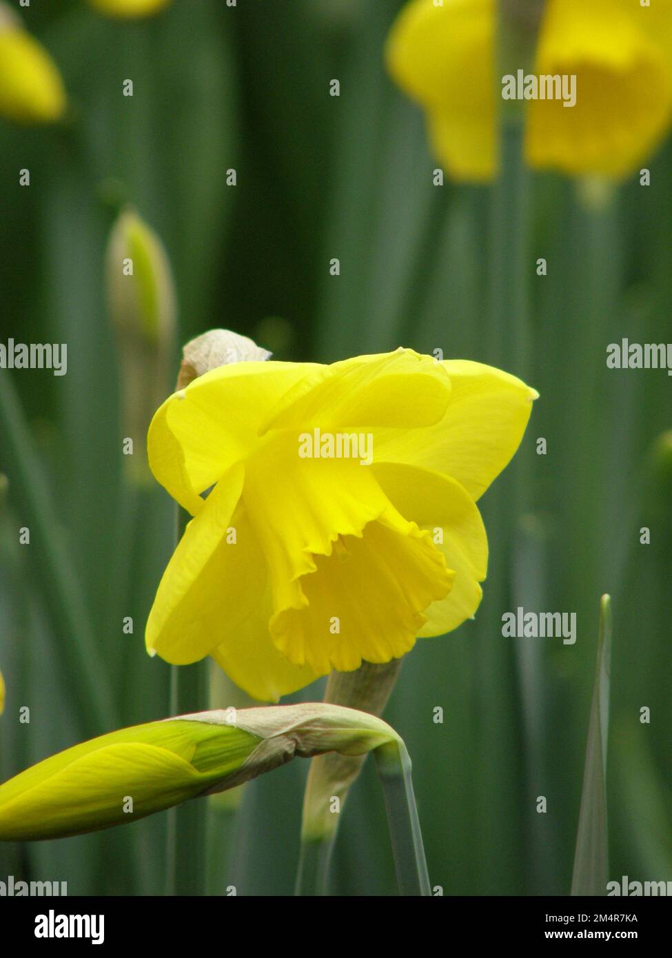 Yellow Large-Cupped daffodils (Narcissus) Great Expectations bloom in a ...