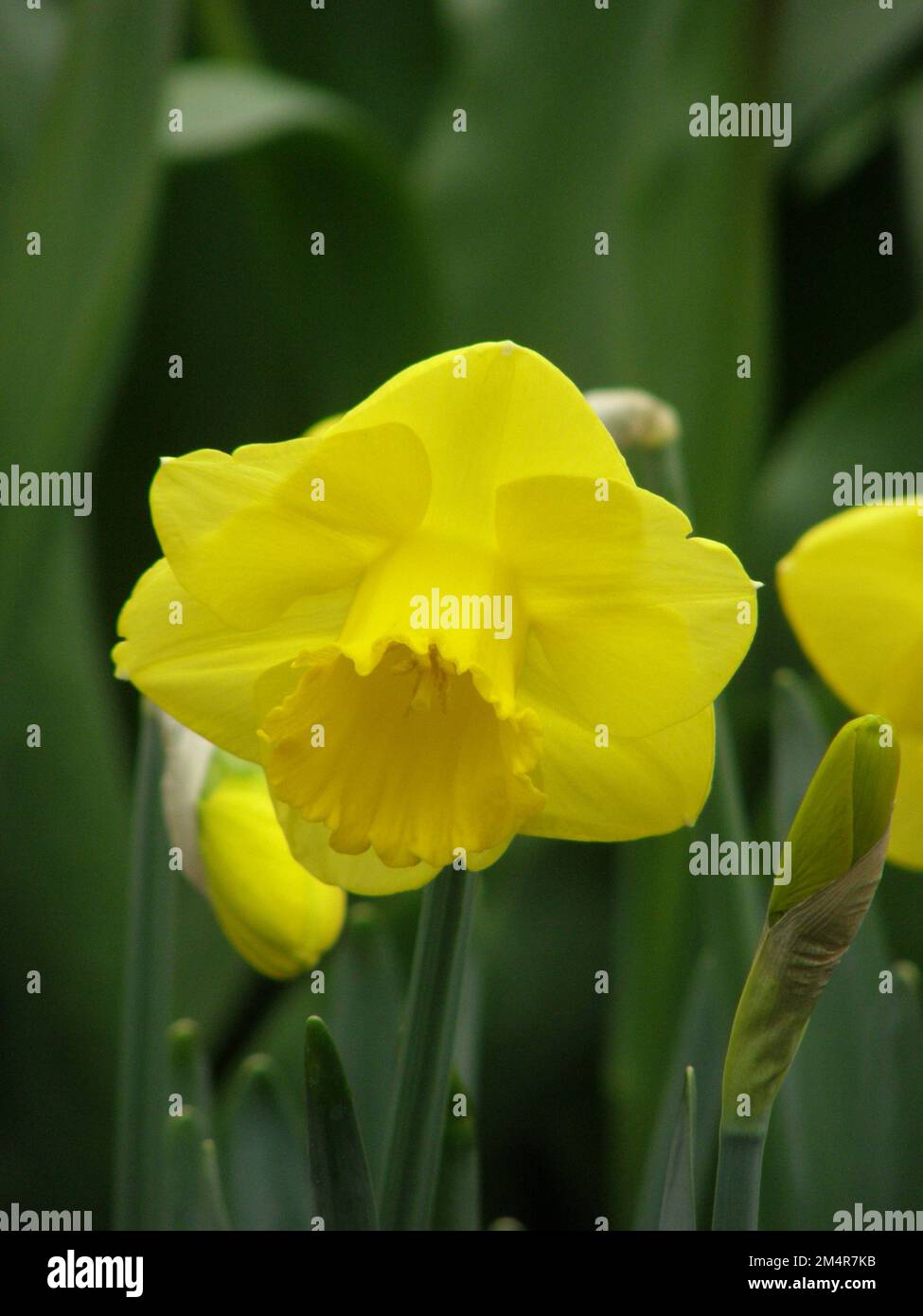 Yellow Large-Cupped daffodils (Narcissus) Great Expectations bloom in a ...
