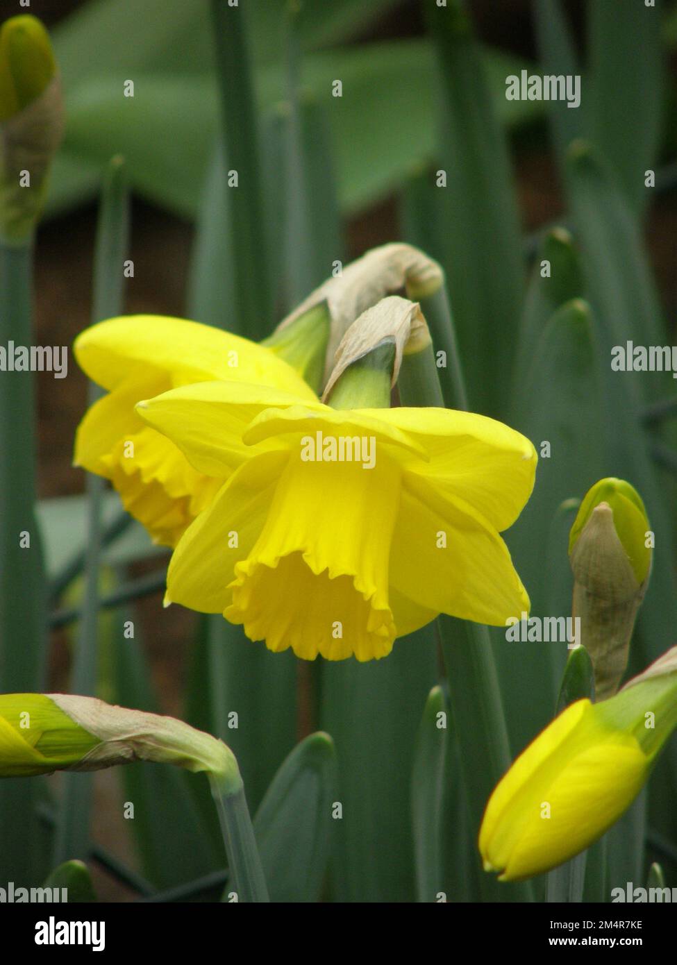 Yellow Large-Cupped daffodils (Narcissus) Great Expectations bloom in a ...