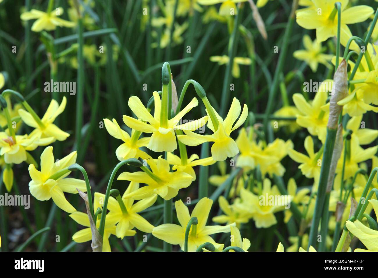 Yellow Triandrus daffodils (Narcissus) Hawera bloom in a garden in ...
