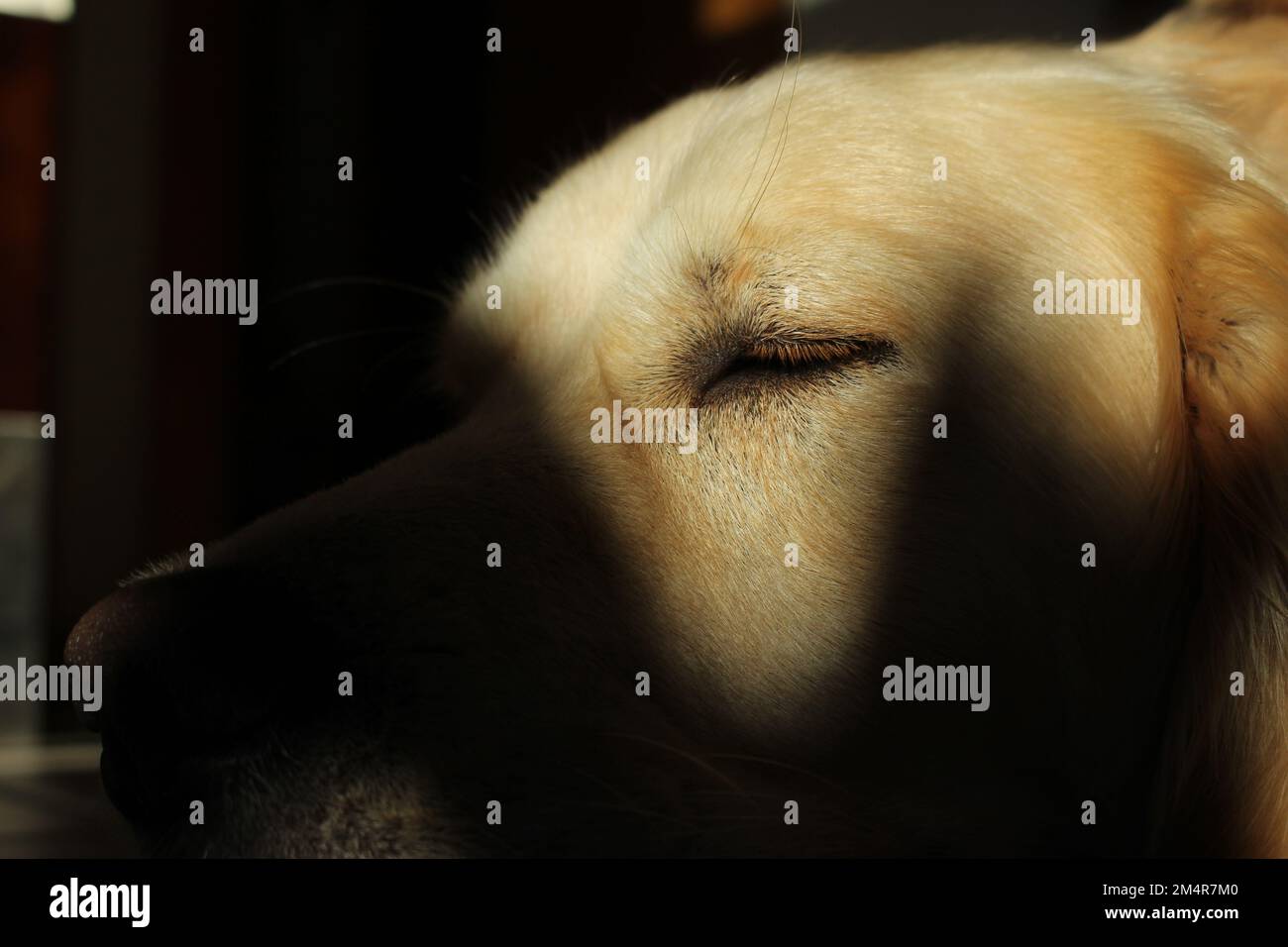 Cool portrait of golden retriever dog resting with face cast in shadow ...