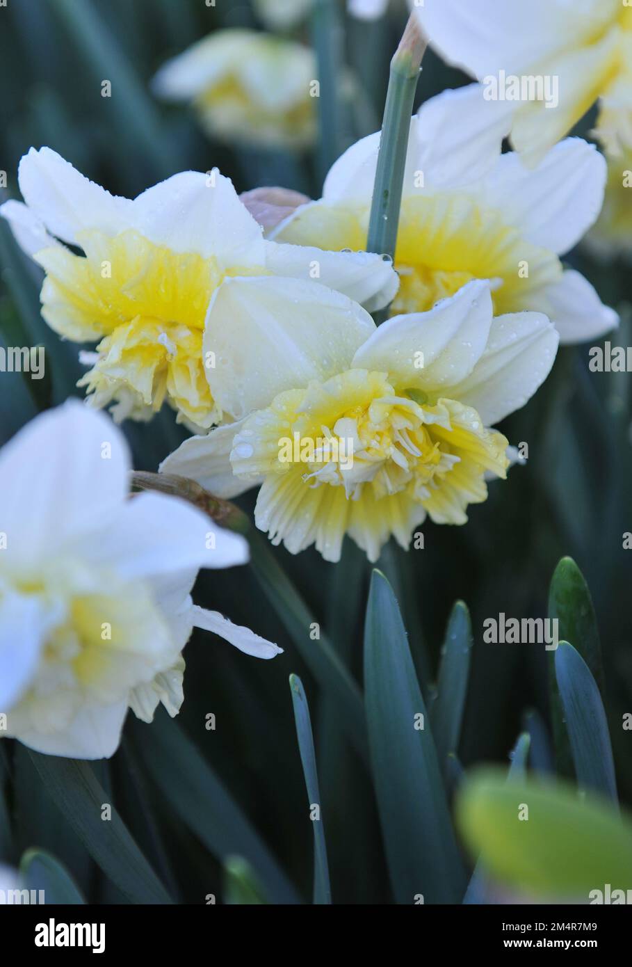 White and yellow Double daffodils (Narcissus) Ice King bloom in a ...