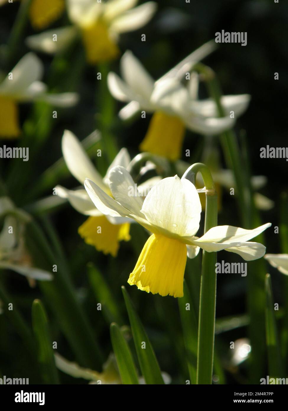 Yellow and white Cyclamineus daffodils (Narcissus) Jenny bloom in a ...