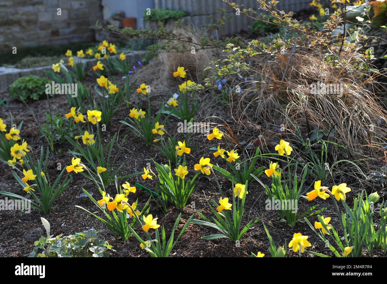 Yellow Cyclamineus daffodils (Narcissus) Jetfire bloom in a garden in ...