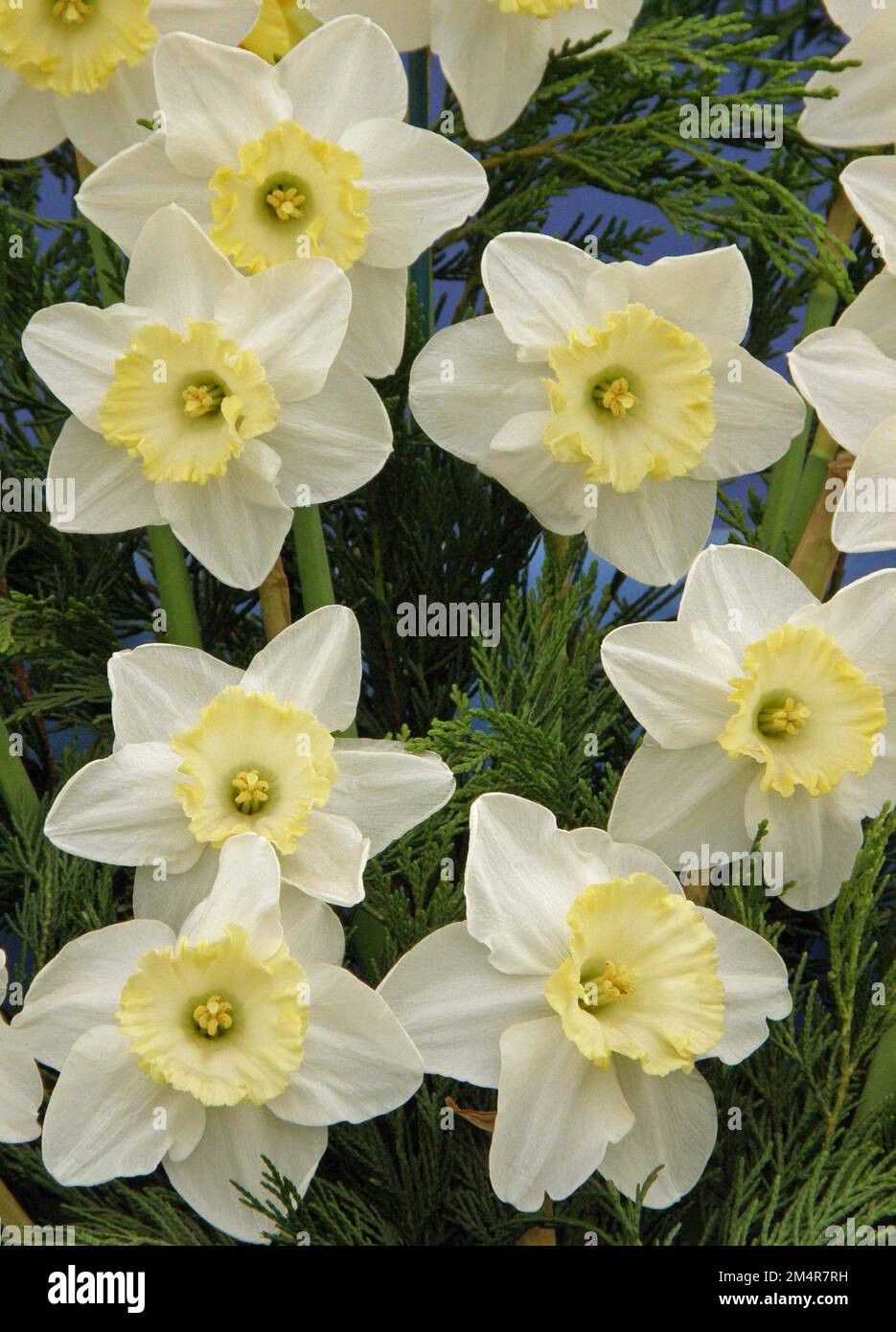 A bouquet of white and yellow Large-Cupped daffodils (Narcissus ...