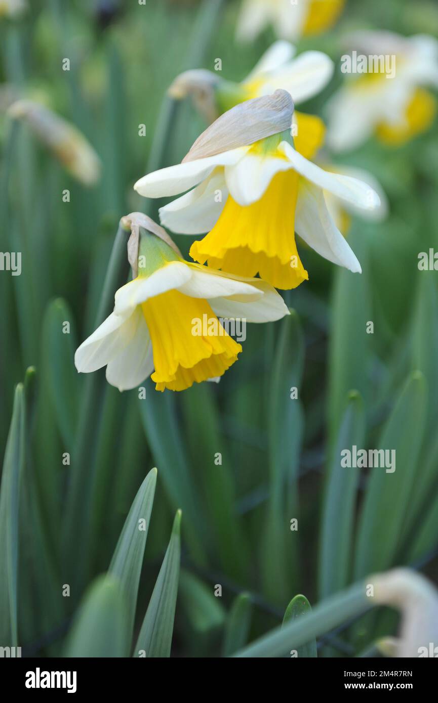 Yellow and white Trumpet daffodils (Narcissus) Karelia bloom in a ...