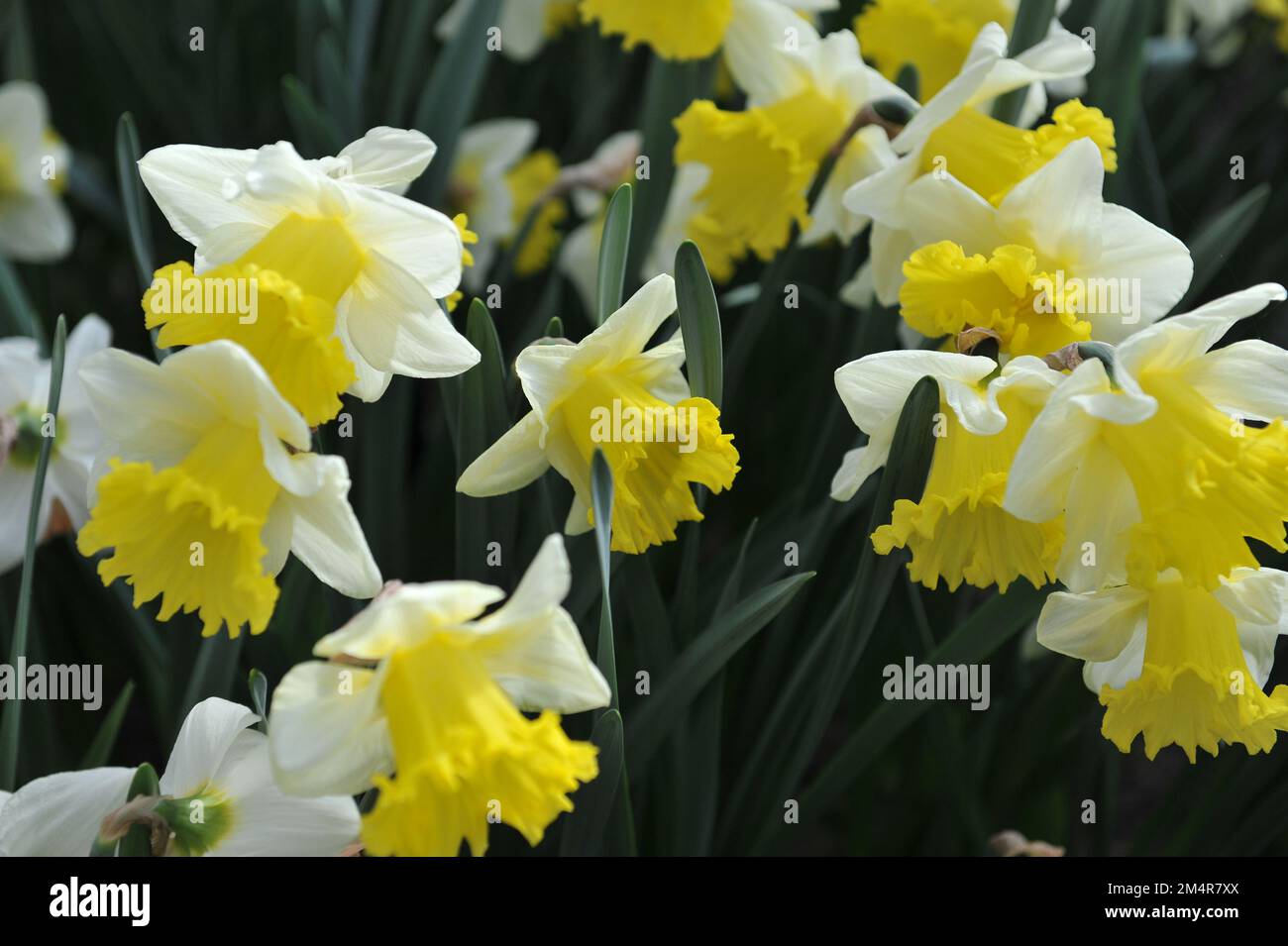 White and yellow Trumpet daffodils (Narcissus) Las Vegas bloom in a ...
