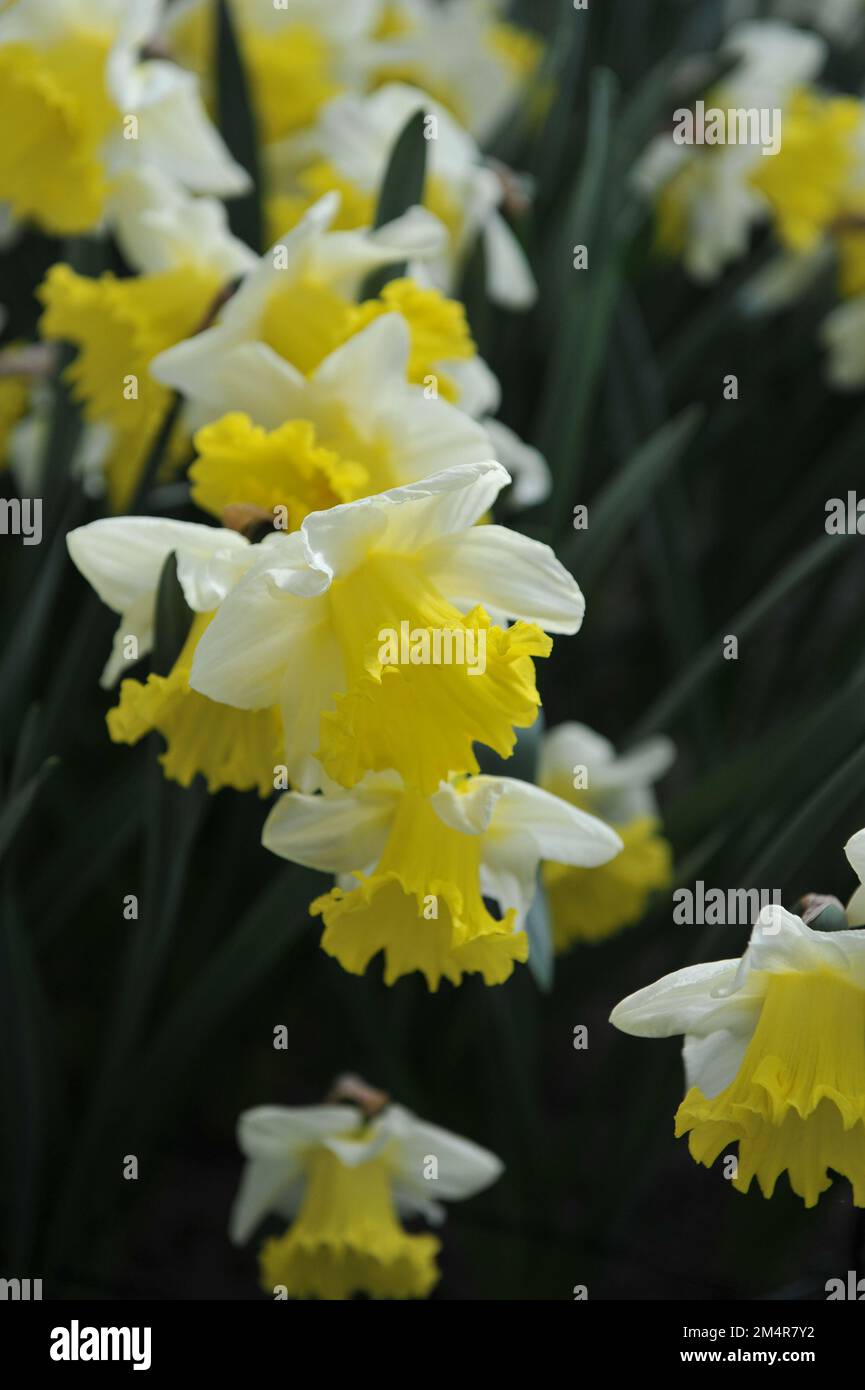 White and yellow Trumpet daffodils (Narcissus) Las Vegas bloom in a ...