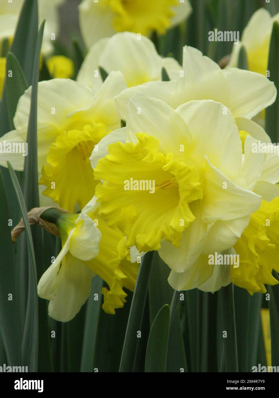 White and yellow Trumpet daffodils (Narcissus) Las Vegas bloom in a ...