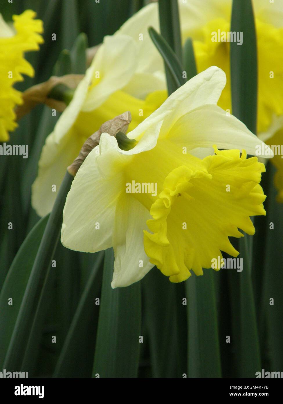 White and yellow Trumpet daffodils (Narcissus) Las Vegas bloom in a ...