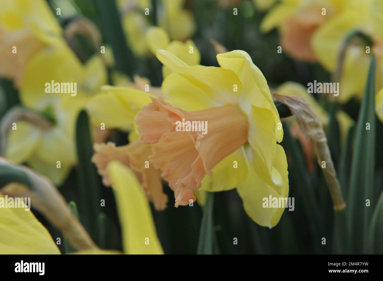 Yellow and pink Trumpet daffodils (Narcissus) Lorikeet bloom in a ...