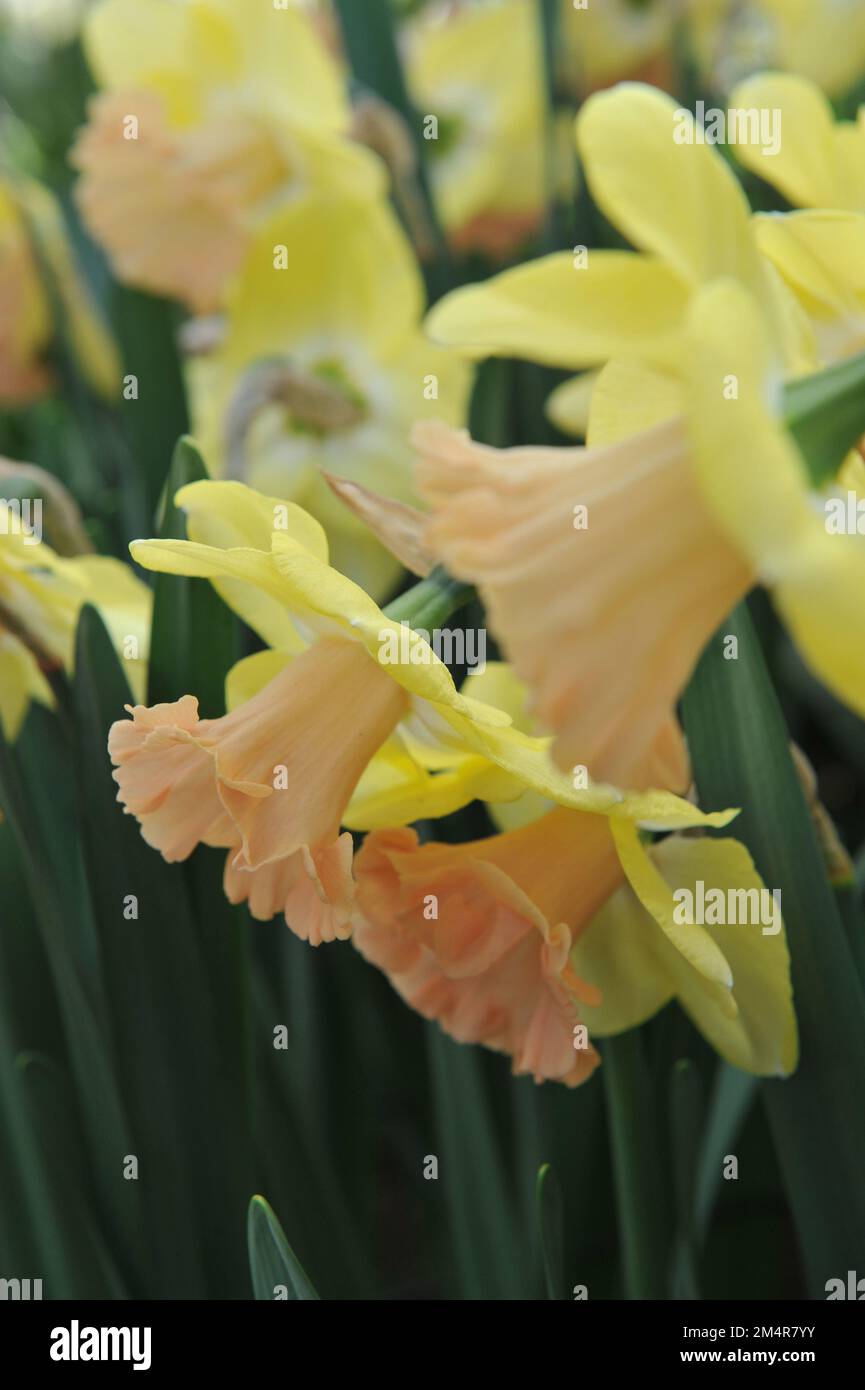 Yellow and pink Trumpet daffodils (Narcissus) Lorikeet bloom in a ...