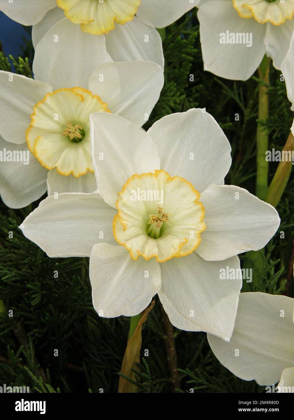 A bouquet of white and yellow Large-Cupped daffodils (Narcissus) Manon ...