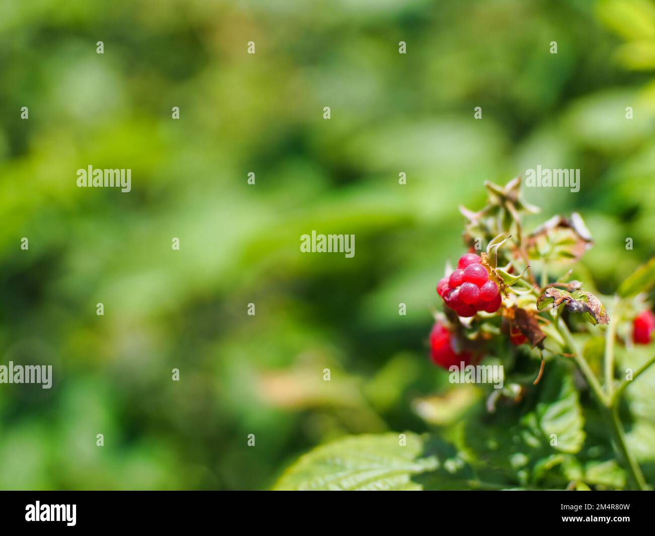 Bright red raspberry fruits on the plant under the sunlight Stock Photo ...