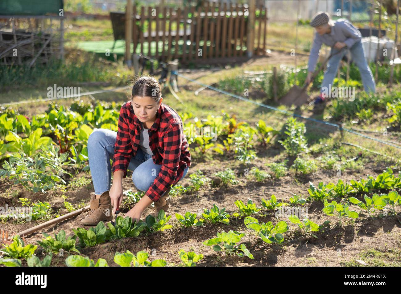 Farmer woman using chopper to harvest weeds on field Stock Photo - Alamy