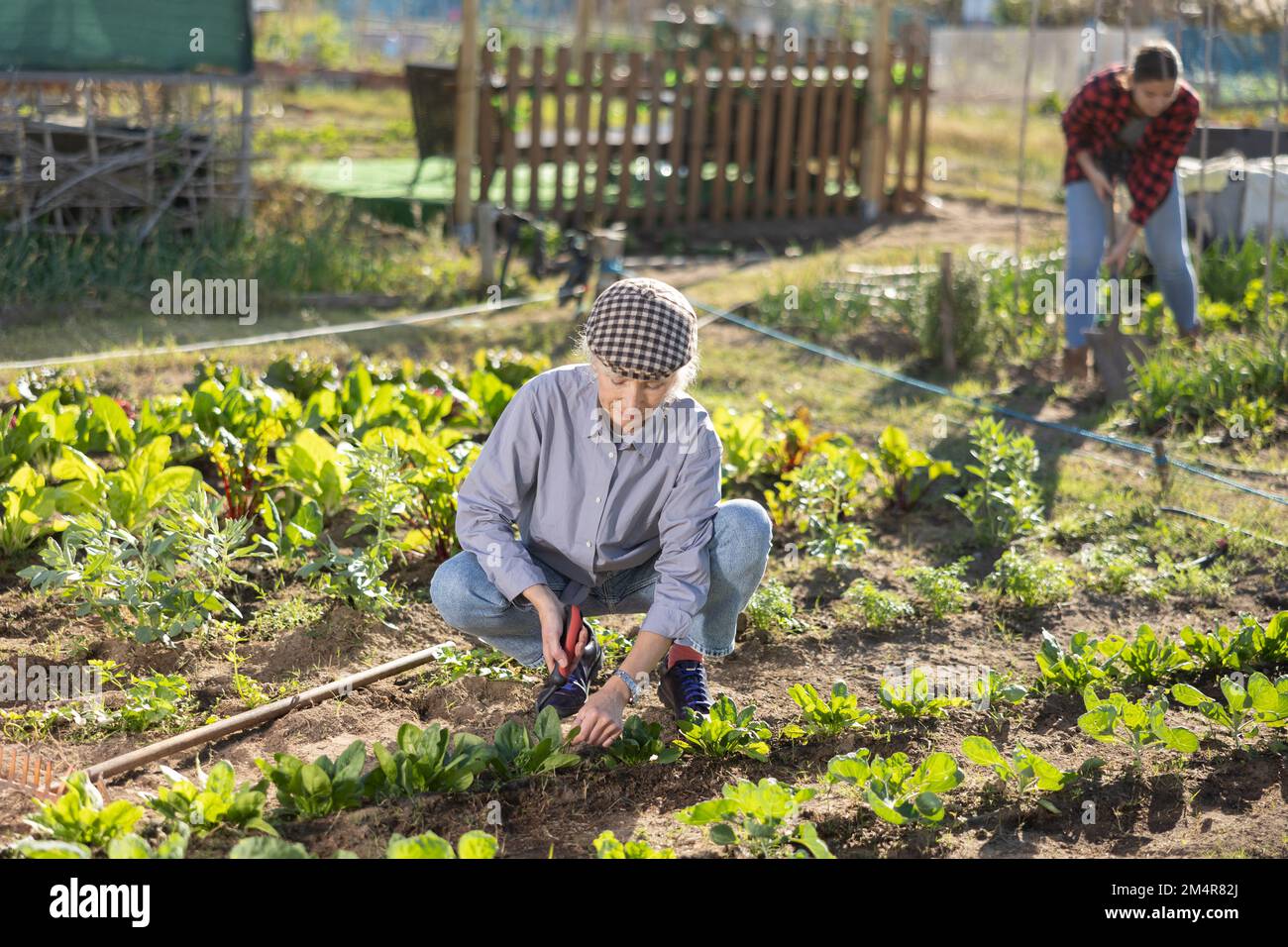 Positive old woman in shirt and jeans weeding vegetable beds with ...