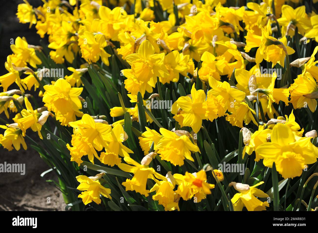 Yellow Trumpet daffodils (Narcissus) Marieke bloom in a garden in April ...