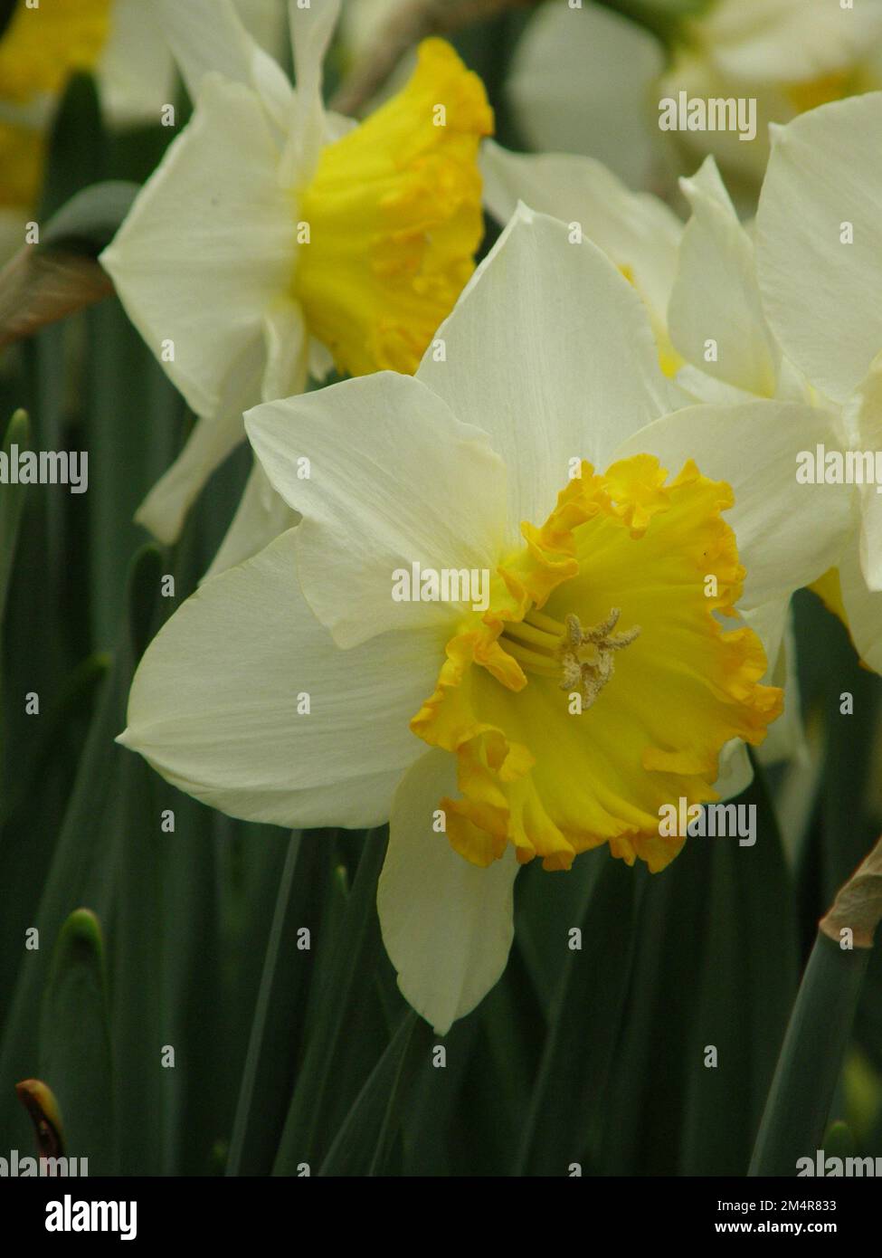 White and yellow Large-Cupped daffodils (Narcissus) Marjorie Hine bloom ...