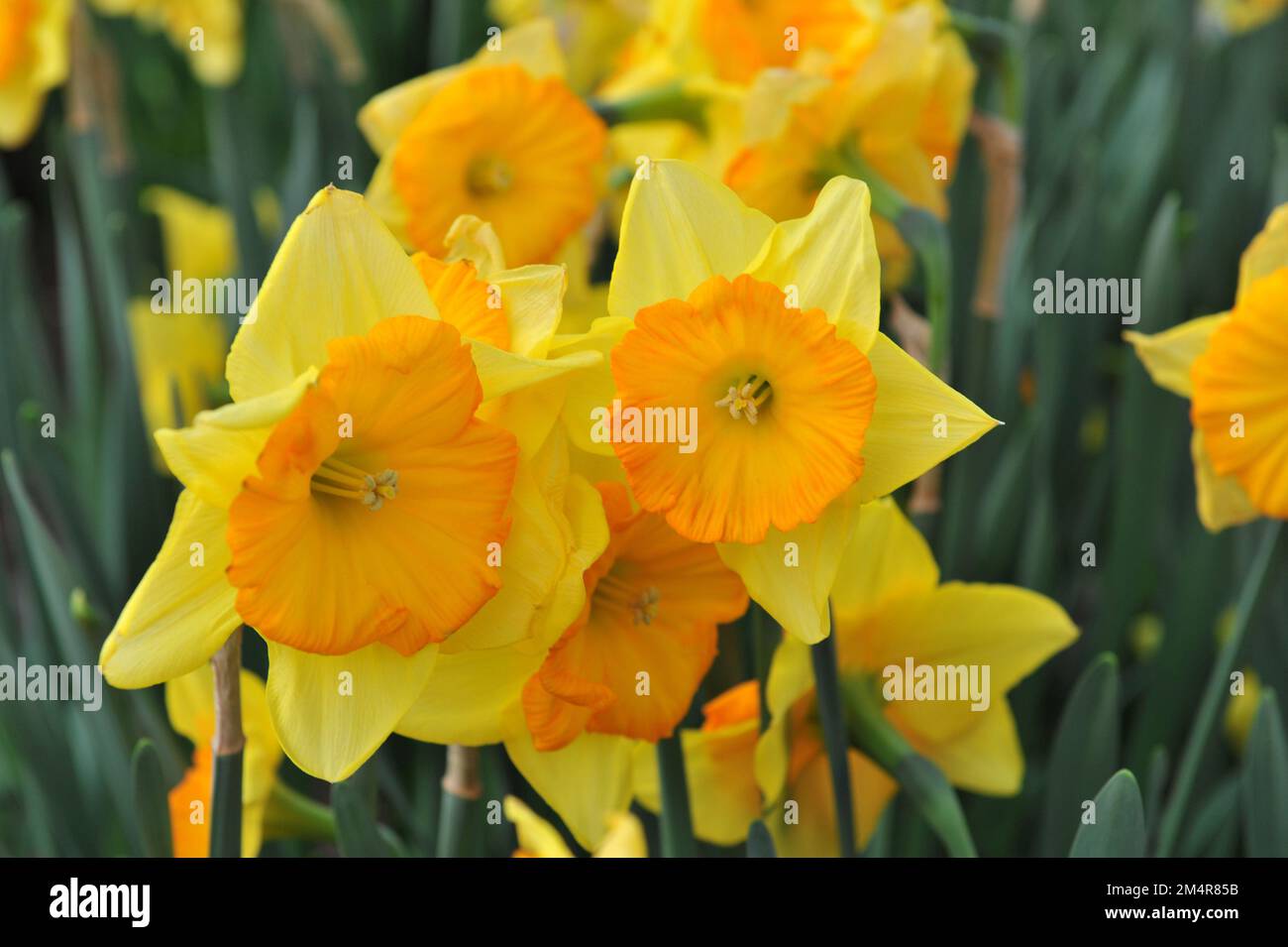 Orange and yellow Large-Cupped daffodils (Narcissus) Mrs Paige Paterson ...