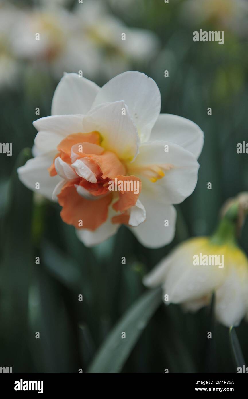 White and pink Double daffodils (Narcissus) My Story bloom in a garden ...