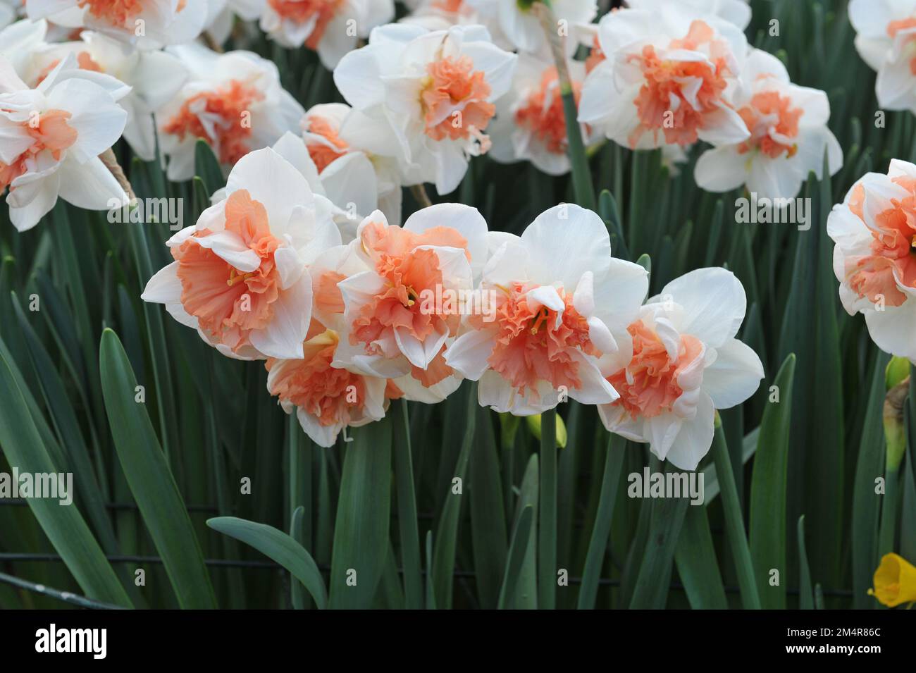 White and pink Double daffodils (Narcissus) My Story bloom in a garden ...