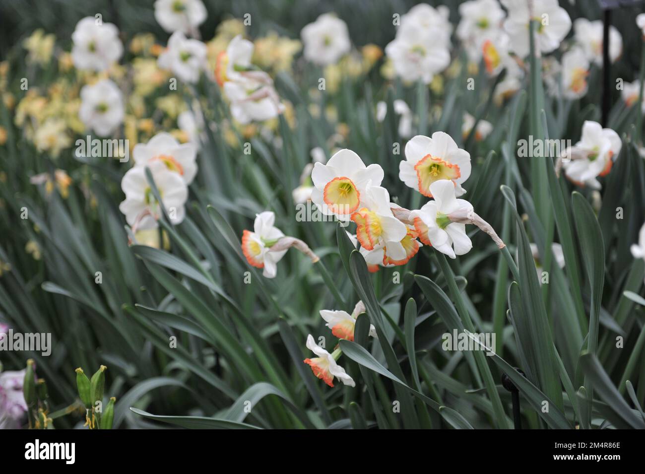 White and yellow with an orange ring Large-Cupped daffodils (Narcissus ...