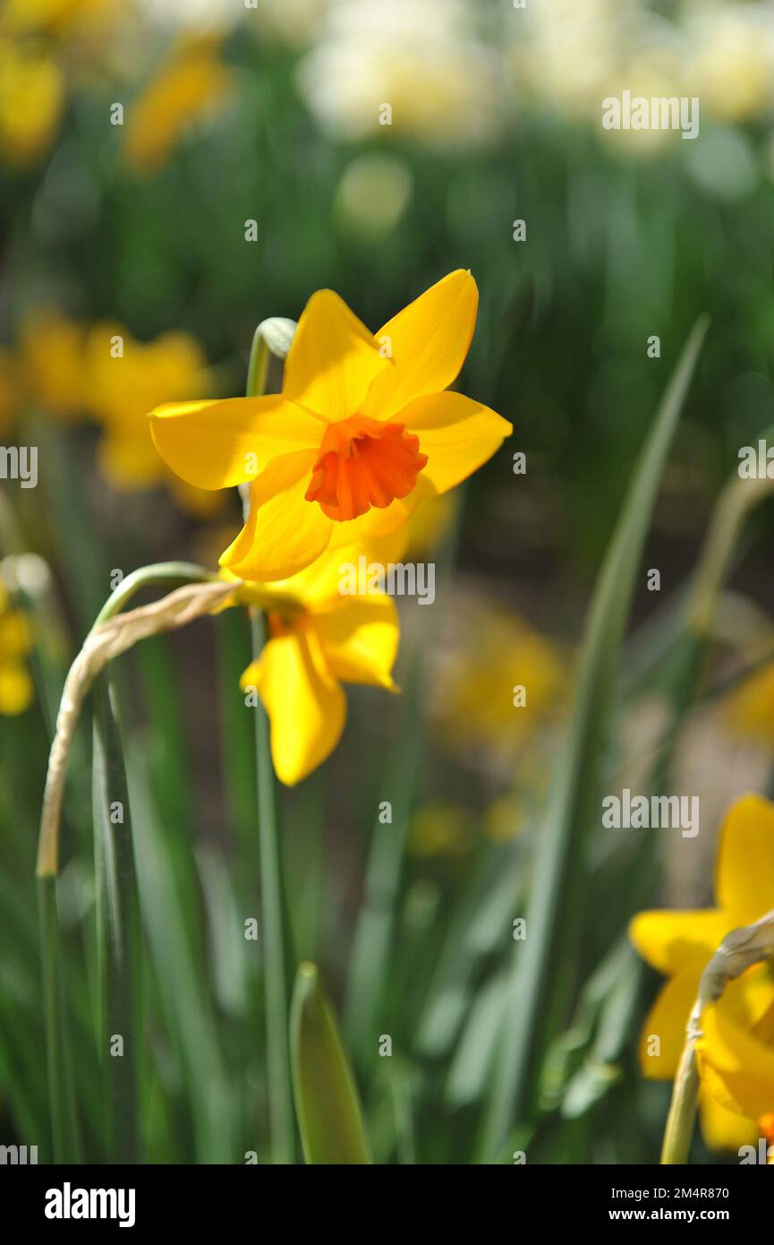 Orange and yellow Jonquilla and Apodanthus daffodils (Narcissus) Pappy ...
