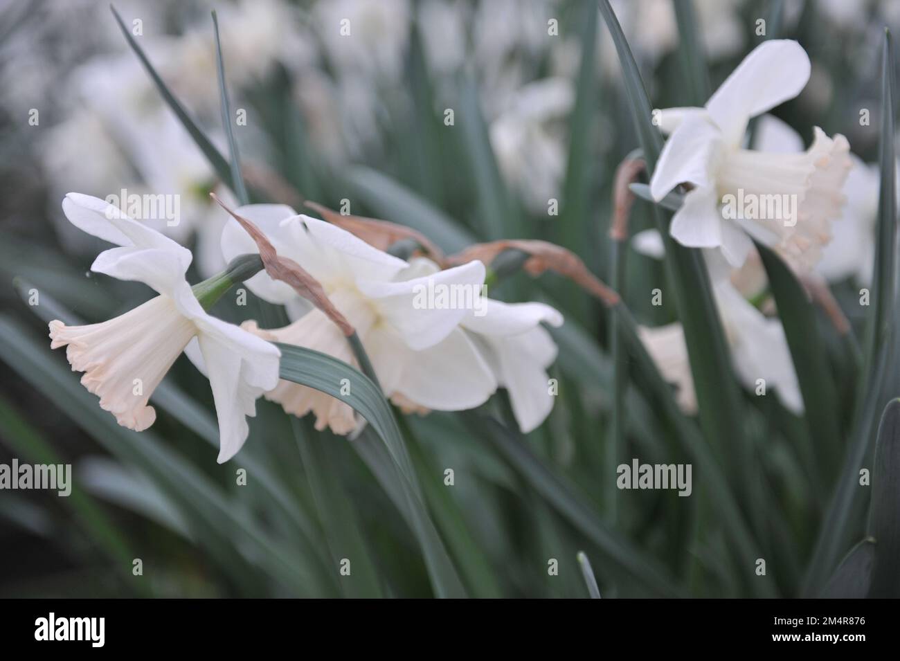 White and pink Large-Cupped daffodils (Narcissus) Park Perfume bloom in ...