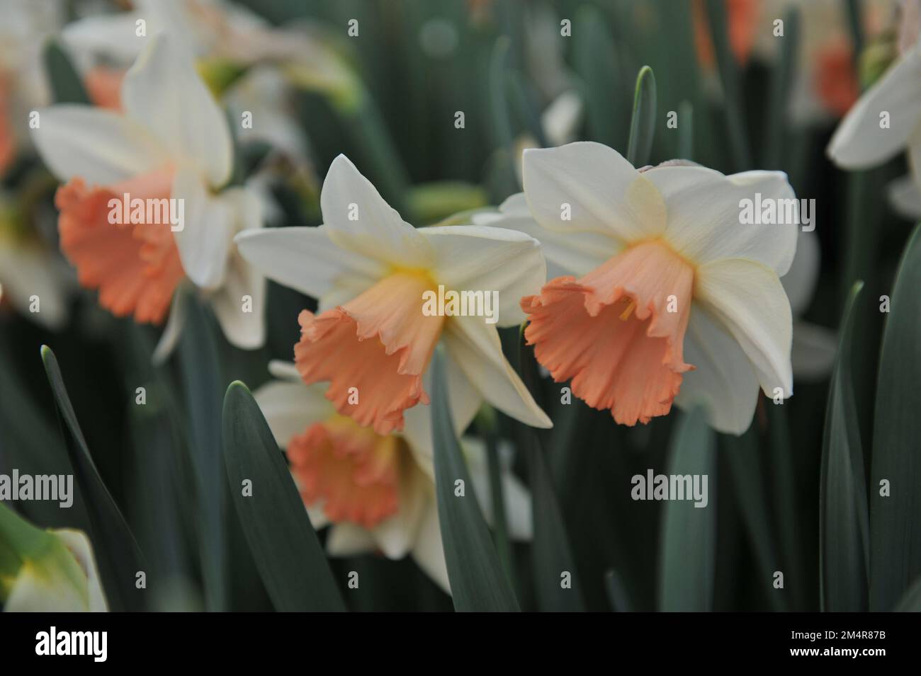 White and pink Large-Cupped daffodils (Narcissus) Park Unique bloom in ...