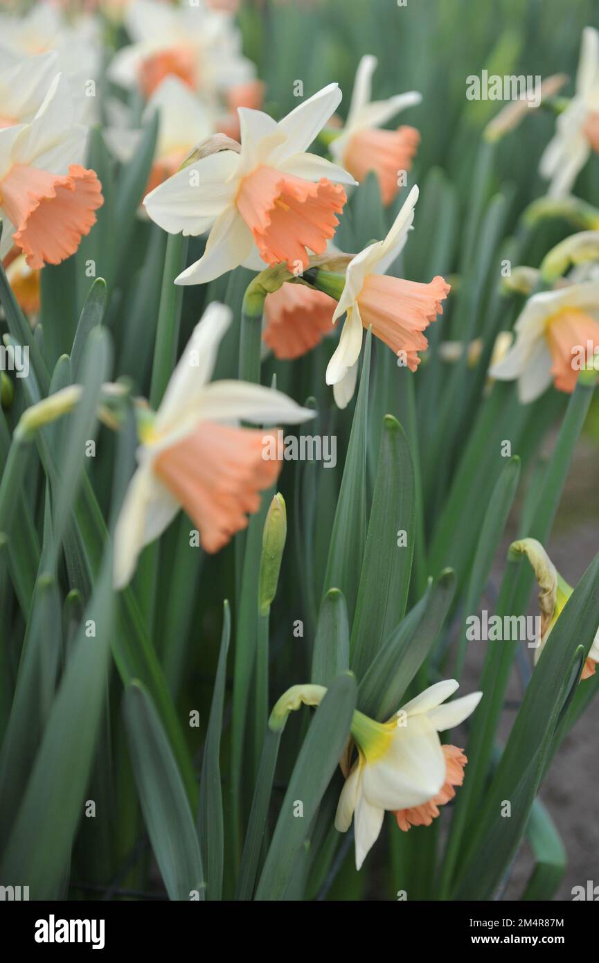 White and pink Large-Cupped daffodils (Narcissus) Park Unique bloom in ...