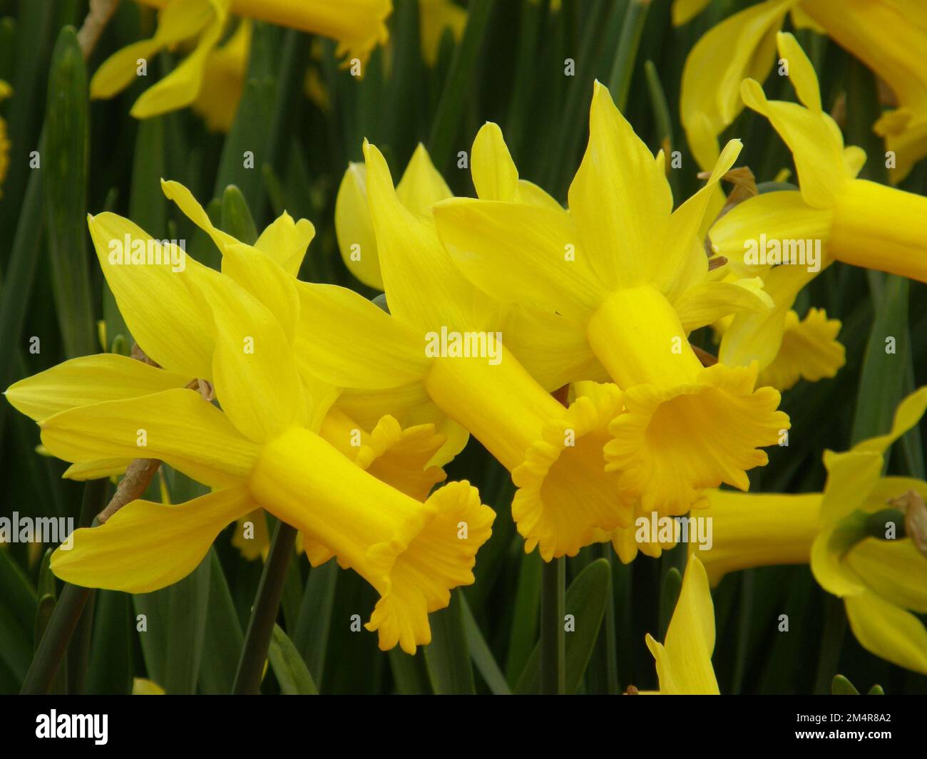 Yellow Cyclamineus daffodils (Narcissus) Peeping Tom bloom in a garden ...
