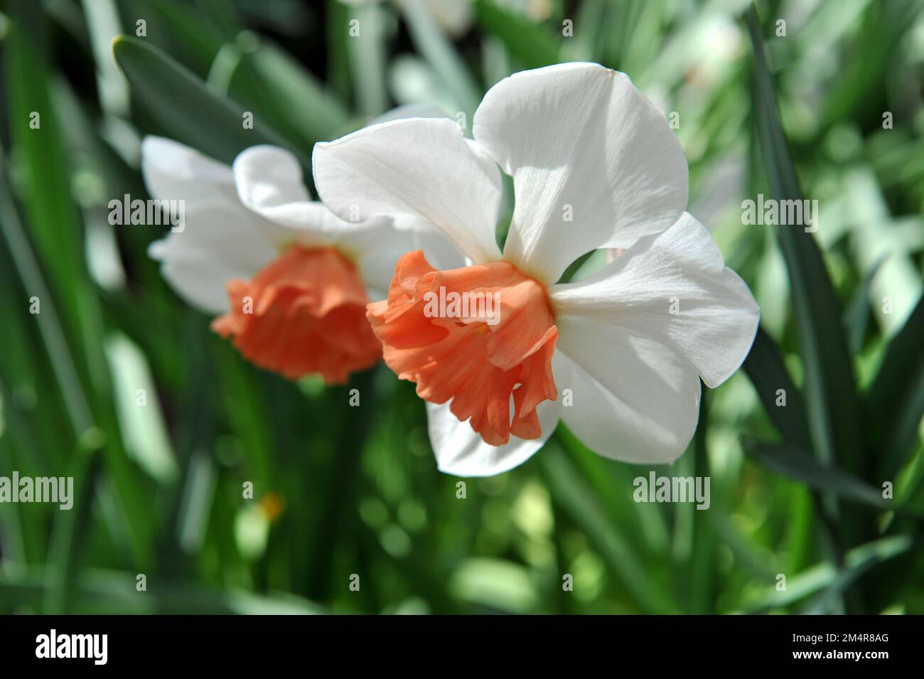 White and pink Large-Cupped daffodils (Narcissus) Perfect Lady bloom in ...